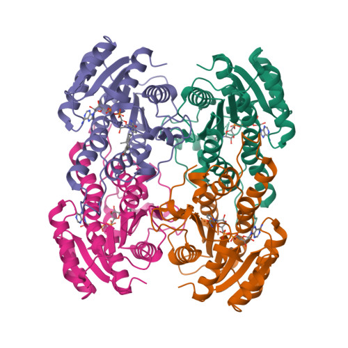 RCSB PDB - 1E6W: Rat brain 3-hydroxyacyl-CoA dehydrogenase binary ...