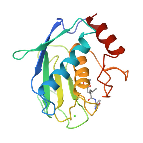 RCSB PDB - 1MNC: STRUCTURE OF HUMAN NEUTROPHIL COLLAGENASE REVEALS ...
