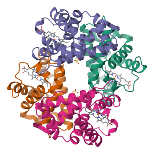 RCSB PDB - 1VWT: T STATE HUMAN HEMOGLOBIN [ALPHA V96W], ALPHA AQUOMET ...