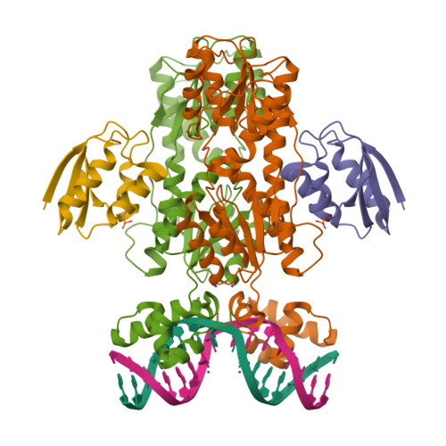 RCSB PDB - 1ZVV: Crystal structure of a ccpa-crh-dna complex
