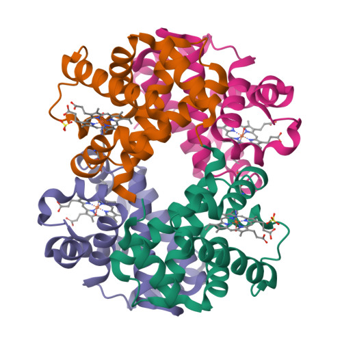 RCSB PDB - 2B7H: Hemoglobin from Cerdocyon thous, a canidae from Brazil ...