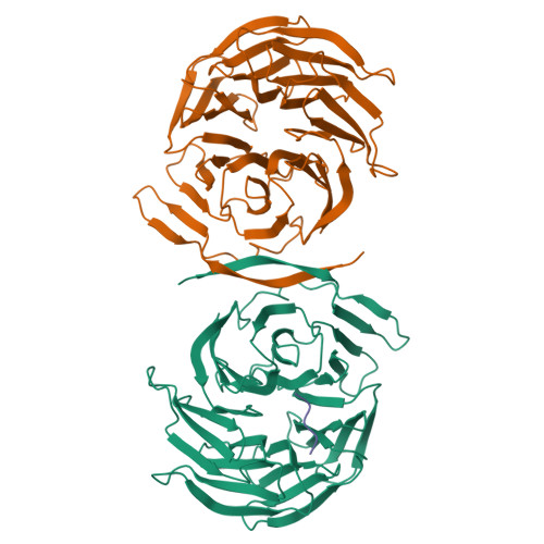 RCSB PDB - 2CE9: A WRPW peptide bound to the Groucho-TLE WD40 domain.