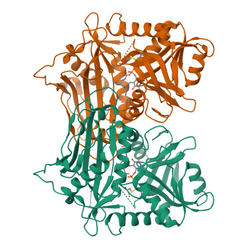 RCSB PDB - 2COG: Crystal structure of oxidized human cytosolic branched ...