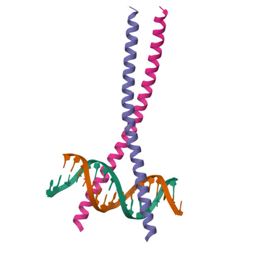 RCSB PDB - 2E43: Crystal structure of C/EBPbeta Bzip homodimer K269A ...
