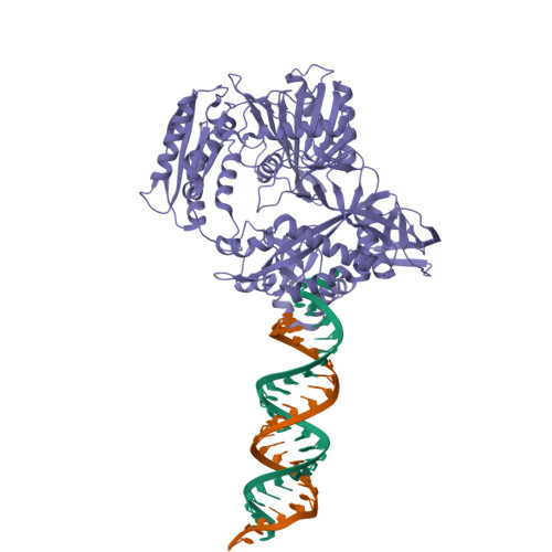 RCSB PDB - 2F8T: Crystal structure of Aa-Ago with externally-bound siRNA