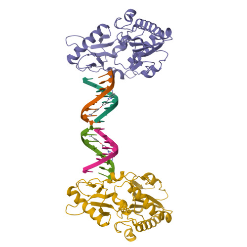 RCSB PDB - 2FJV: RT29 Bound to D(CTTAATTCGAATTAAG) in complex with MMLV ...