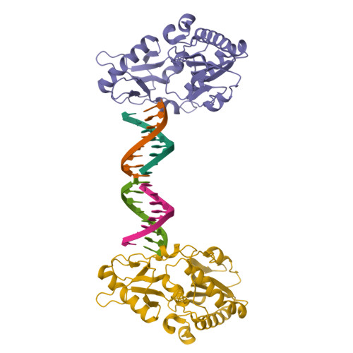 RCSB PDB - 2FJW: d(CTTGAATGCATTCAAG) in complex with MMLV RT catalytic ...