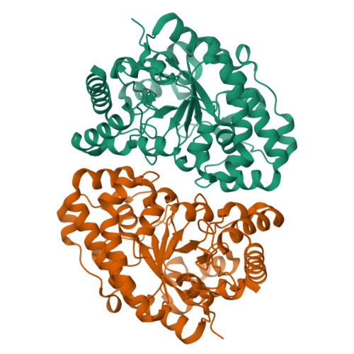 RCSB PDB - 2INF: Crystal Structure of Uroporphyrinogen Decarboxylase ...