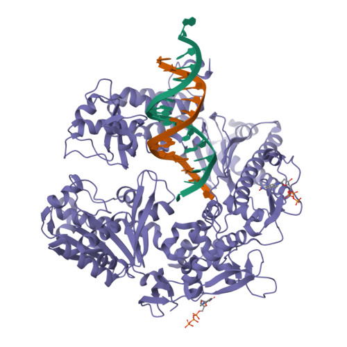 RCSB PDB - 2OYQ: Crystal structure of RB69 gp43 in complex with DNA ...