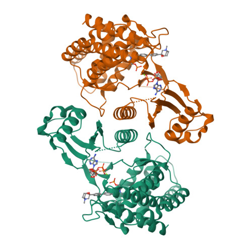 RCSB PDB - 3FEG: Crystal structure of human choline kinase beta in ...