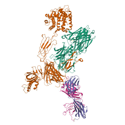 RCSB PDB - 3G6J: C3b in complex with a C3b specific Fab