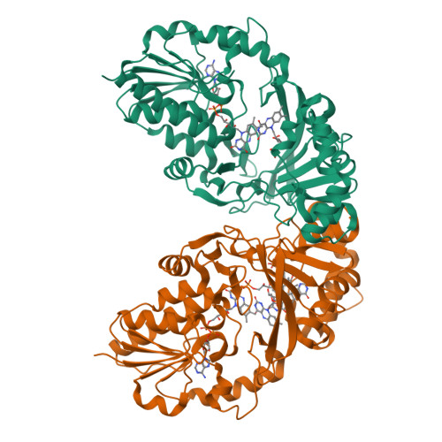 Flavin Mononucleotide