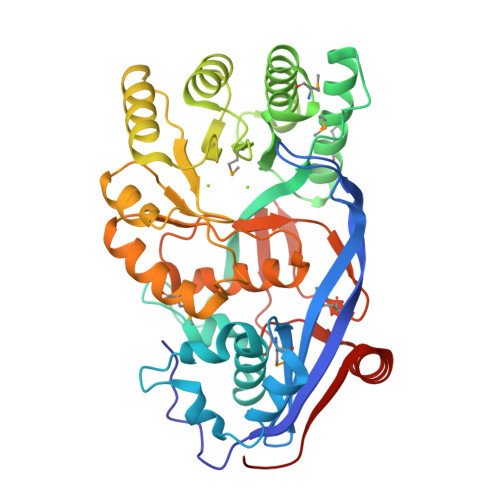 RCSB PDB - 3N4F: CRYSTAL STRUCTURE OF Mandelate racemase/muconate ...