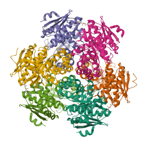RCSB PDB - 3NO1: Crystal Structure of Mandelate racemase/muconate ...