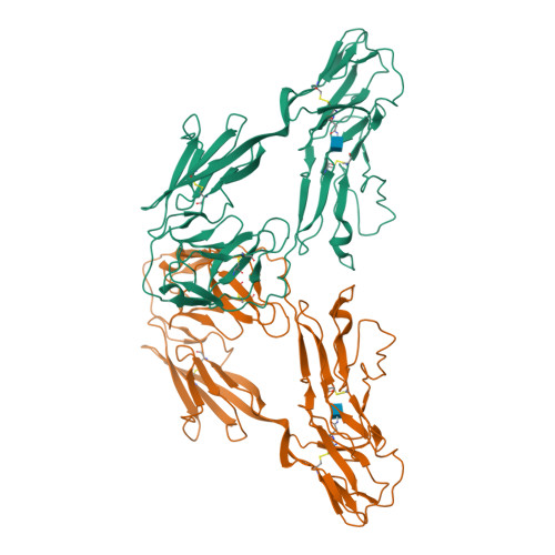 RCSB PDB - 3P40: Crystal structure of neurofascin adhesion complex in ...