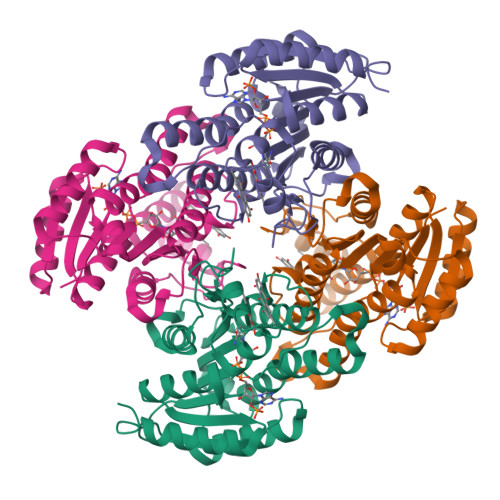RCSB PDB - 3RI3: Actinorhodin Polyketide Ketoreductase Mutant P94L ...
