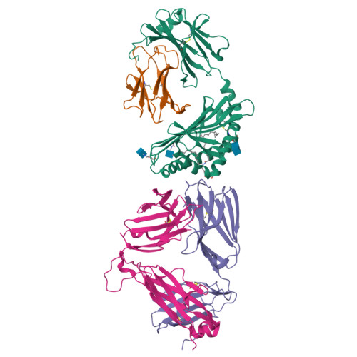 RCSB PDB - 3TN0: Structure of mouse Va14Vb8.2NKT TCR-mouse CD1d-a-C ...