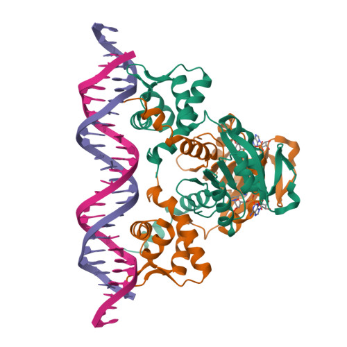 RCSB PDB - 3WGI: Crystal structure of RSP in complex with beta-NAD+ and ...