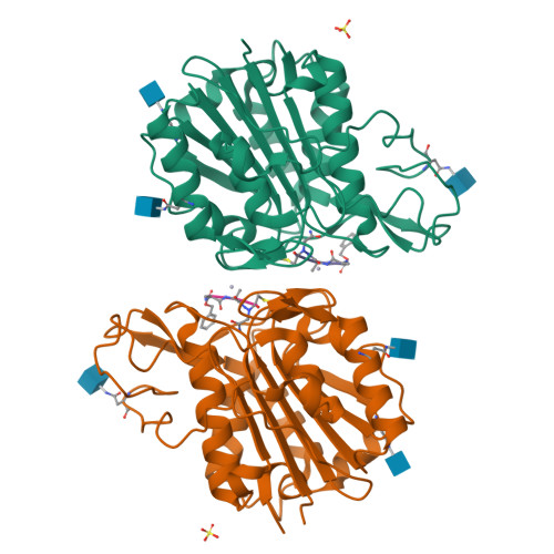 RCSB PDB - 4AWB: Crystal structure of active legumain in complex with ...