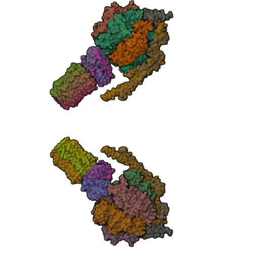 RCSB PDB - 4B2Q: Model of the yeast F1Fo-ATP synthase dimer based on ...