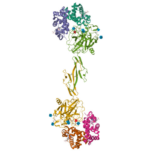RCSB PDB - 4F4O: Structure of the Haptoglobin-Haemoglobin Complex
