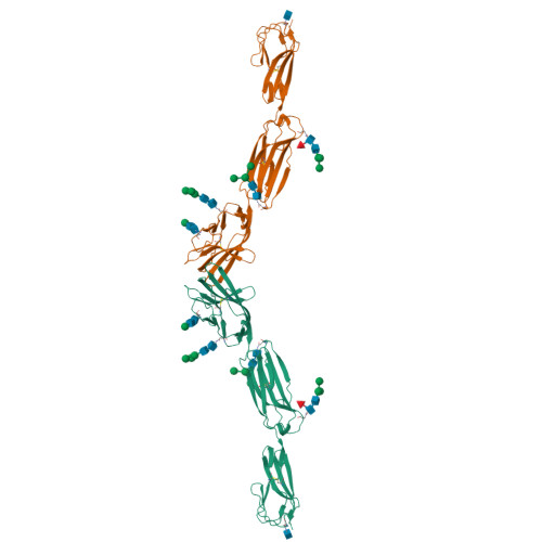 RCSB PDB - 4FOM: Crystal structure of human nectin-3 full ectodomain ...