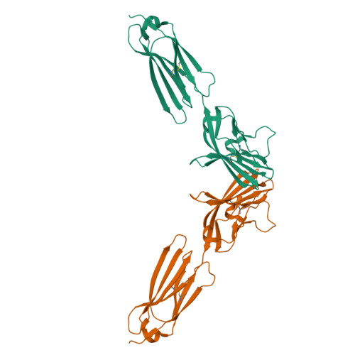 RCSB PDB - 4FRW: Crystal structure of human nectin-4 extracellular ...