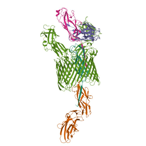RCSB PDB - 4J3O: Crystal structure of the FimD usher traversed by the ...