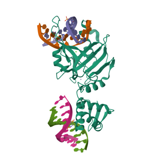 RCSB PDB - 4KYW: Restriction endonuclease DPNI in complex with two DNA ...