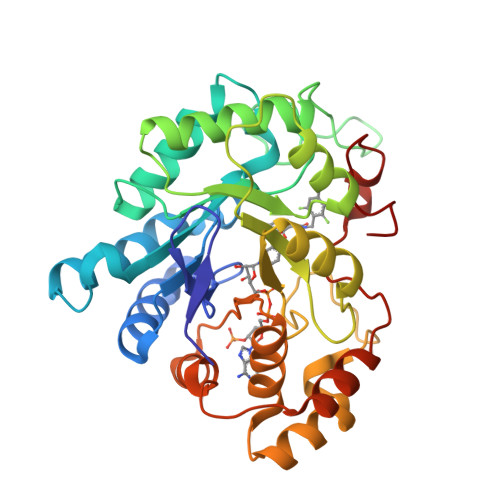RCSB PDB - 4LBR: Crystal structure of human AR complexed with NADP+ and ...