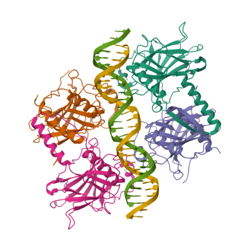 RCSB PDB - 4MZR: Crystal structure of a polypeptide p53 mutant bound to DNA