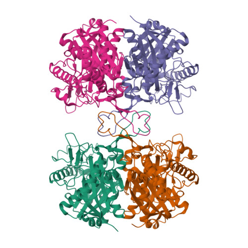 RCSB PDB - 4NZS: Crystal structure of beta-ketothiolase BktB B from ...