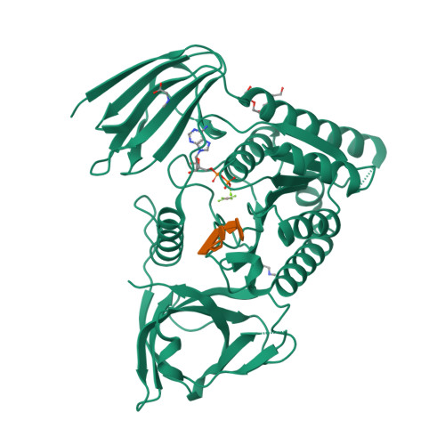 RCSB PDB - 4OI0: bound to ssRNA dinucleotide GC, ADP, AlF4-, and Mg2 ...