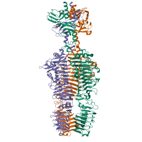 RCSB PDB - 4OJ5: Crystal Structure of a Putative Tailspike Protein ...