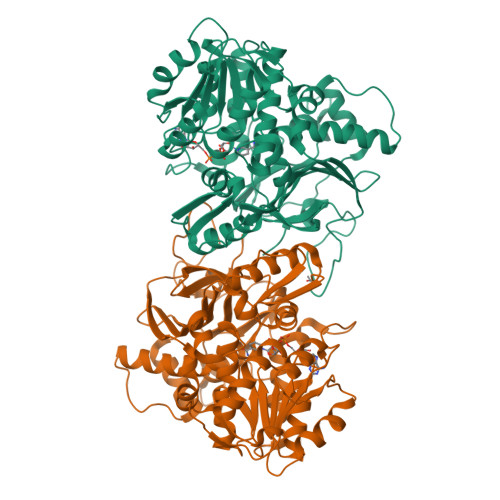 RCSB PDB - 4PLP: Crystal Structure of the Homospermidine Synthase (HSS ...