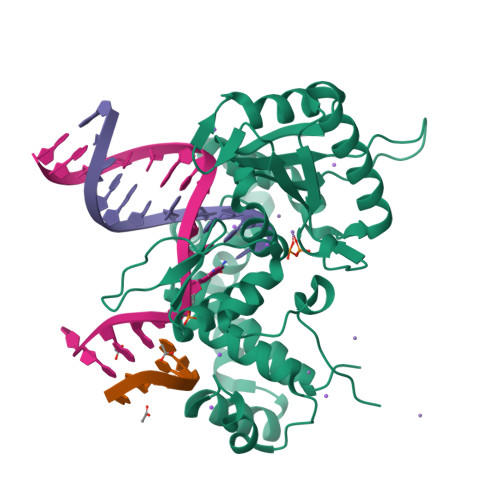 RCSB PDB - 4RQ2: Human DNA Polymerase Beta With Gapped DNA Containing ...