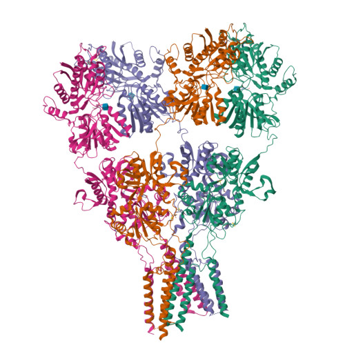 RCSB PDB - 4U2P: Full-length AMPA subtype ionotropic glutamate receptor ...