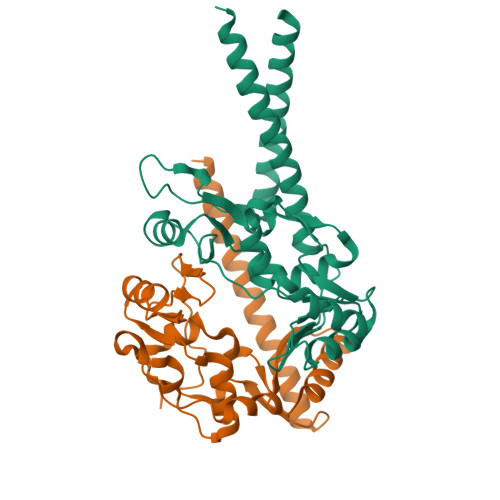 RCSB PDB - 4U4P: Crystal structure of the human condensin SMC hinge ...