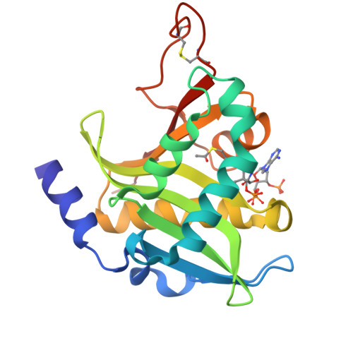 RCSB PDB - 4U9V: Crystal structure of NatD (Naa40p) bound to acetyl CoA