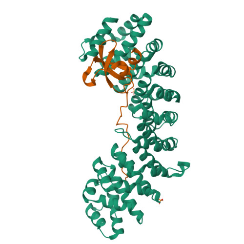 RCSB PDB - 4UAF: Importin alpha 1 delta IBB in complex with Influenza ...