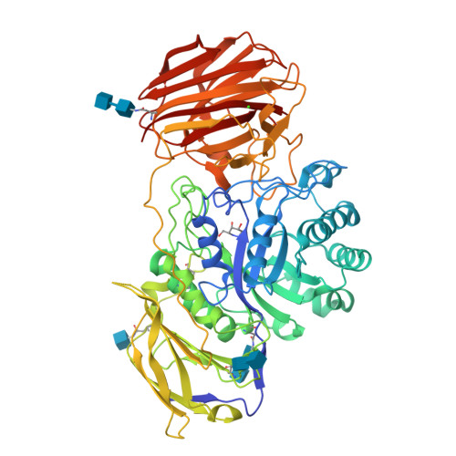 RCSB PDB - 4UFI: Mouse Galactocerebrosidase complexed with aza-galacto ...