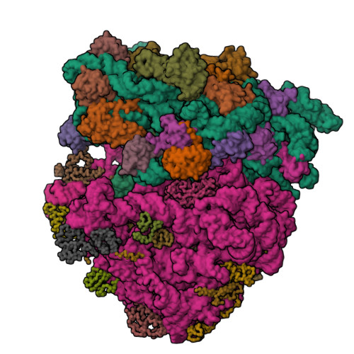 RCSB PDB - 4V49: Crystal Structure of a Streptomycin Dependent Ribosome ...