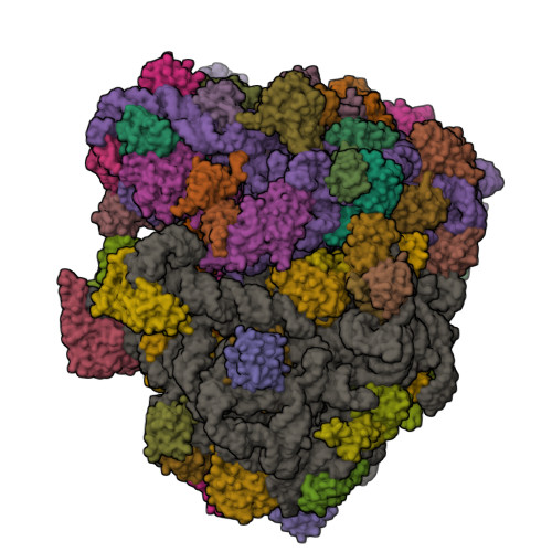 RCSB PDB - 4V6U: Promiscuous behavior of proteins in archaeal ribosomes ...