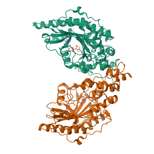 RCSB PDB - 4V7N: Glycocyamine kinase, beta-beta homodimer from marine ...