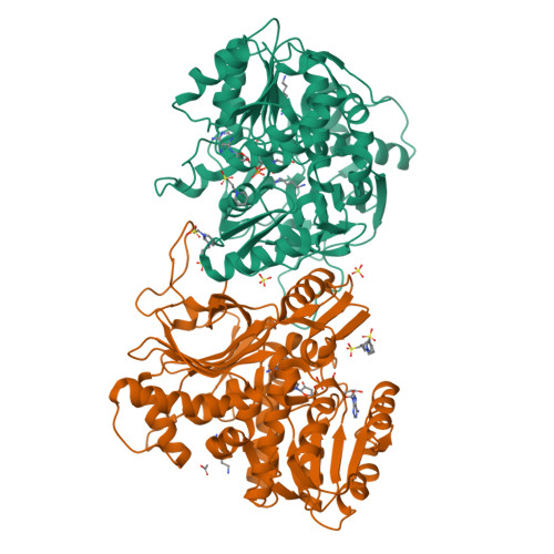 RCSB PDB - 4XQE: Crystal Structure of the Homospermidine Synthase (HSS ...