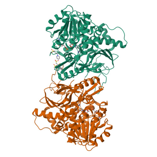 RCSB PDB - 4XRG: Crystal Structure of the Homospermidine Synthase (HSS ...