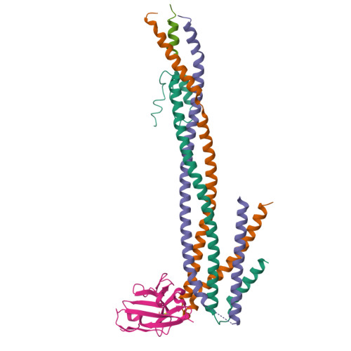 RCSB PDB - 5C3L: Structure of the metazoan Nup62.Nup58.Nup54 ...