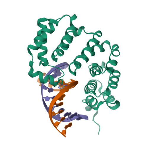 RCSB PDB - 5CLE: Alkylpurine DNA glycosylase AlkD bound to DNA ...