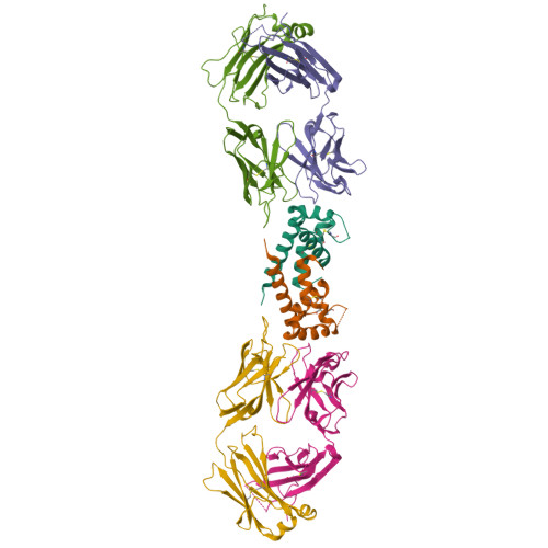 RCSB PDB - 5DFV: CRYSTAL STRUCTURE OF HUMAN CD81 LARGE EXTRACELLULAR ...