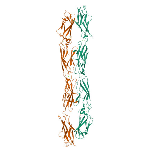 RCSB PDB - 5IU9: Crystal Structure of Zebrafish Protocadherin-19 EC1-4